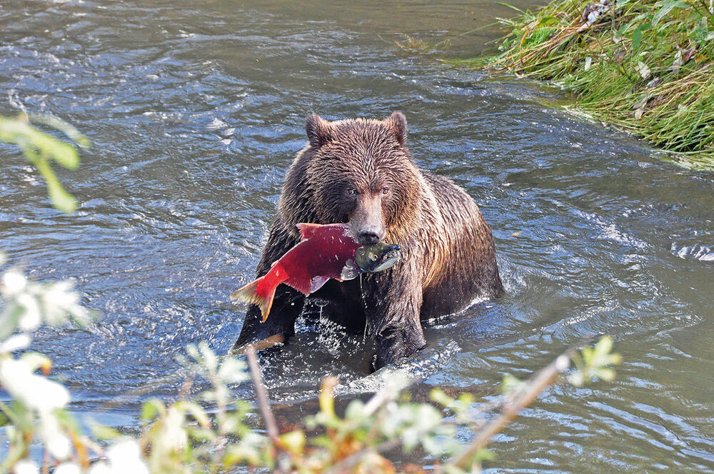 Rückkehr der Lachse ist kein Selbstläufer | petri-heil.ch | Dein ...