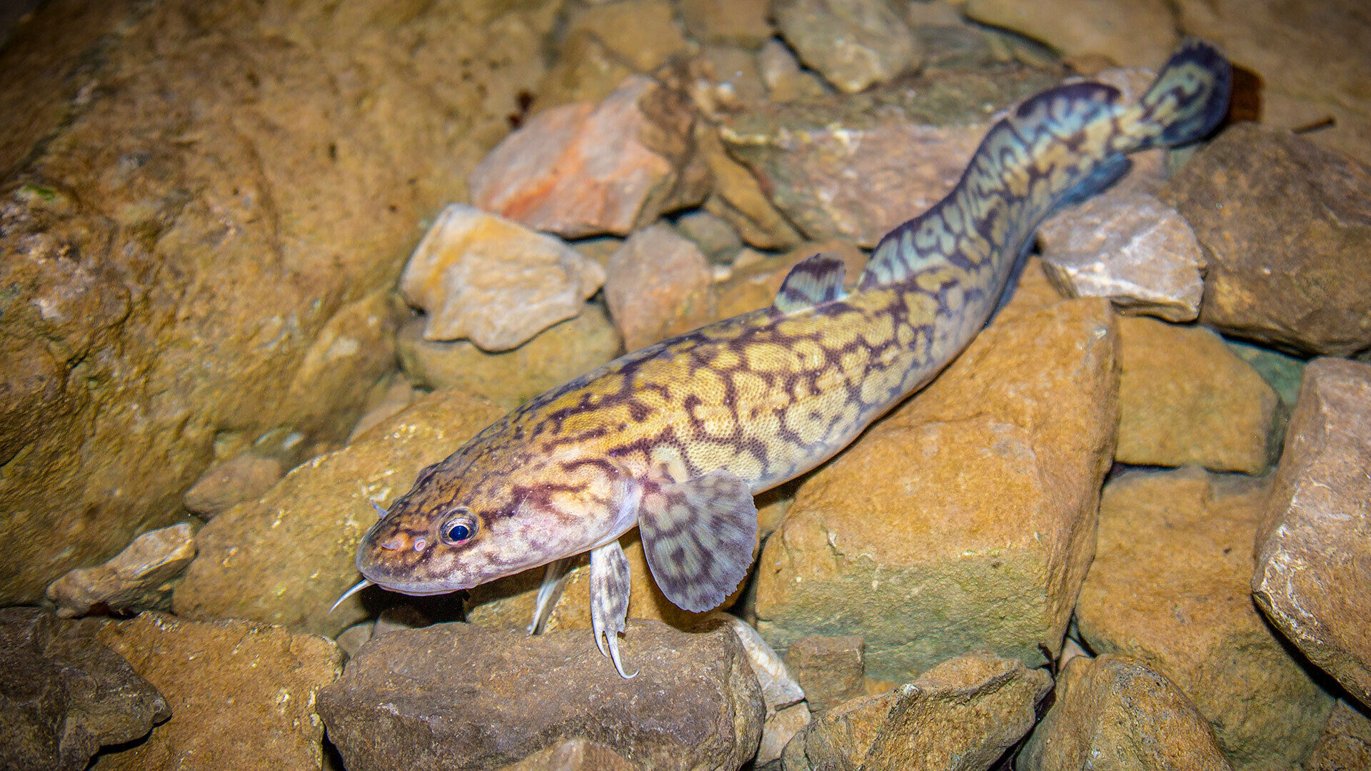 Neue Ideen für Trüschen: Fallen stellen mit Finesse | petri-heil.ch ...