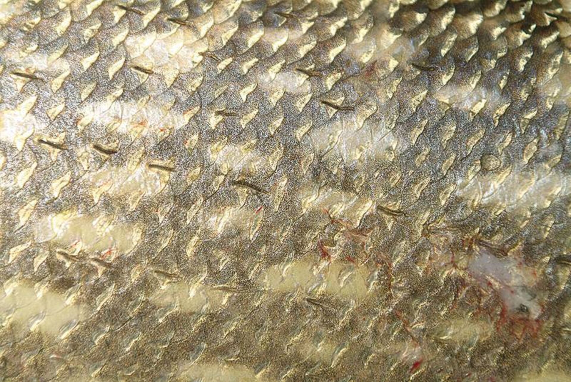 Geschuppt sind alle Fische grau | petri-heil.ch | Dein Schweizer ...