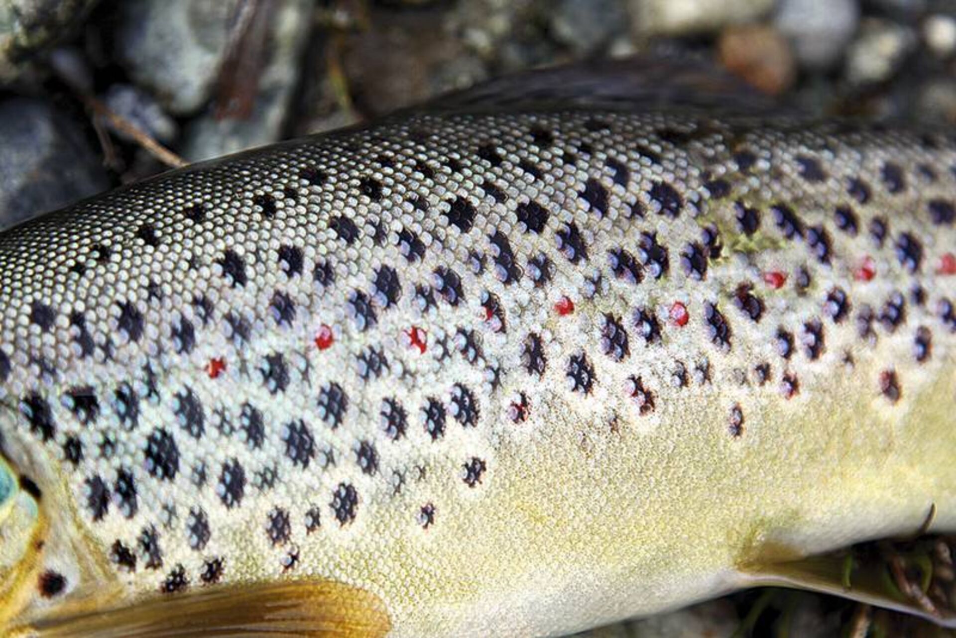 Geschuppt sind alle Fische grau | petri-heil.ch | Dein Schweizer ...