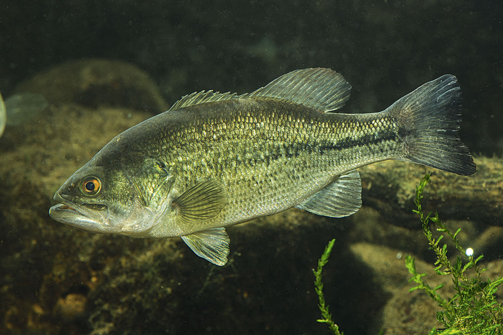 Geheimnisvolle Barschartige | petri-heil.ch | Dein Schweizer ...