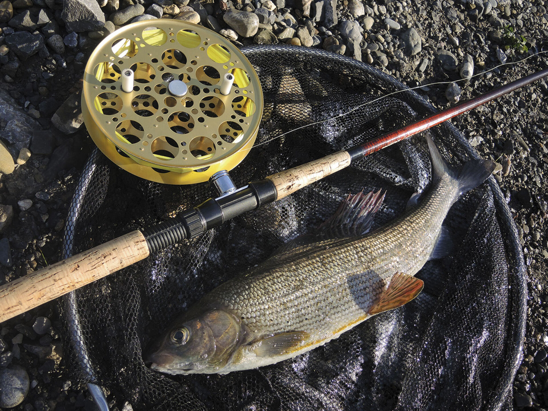 Die Äsche | petri-heil.ch | Dein Schweizer Fischereimagazin