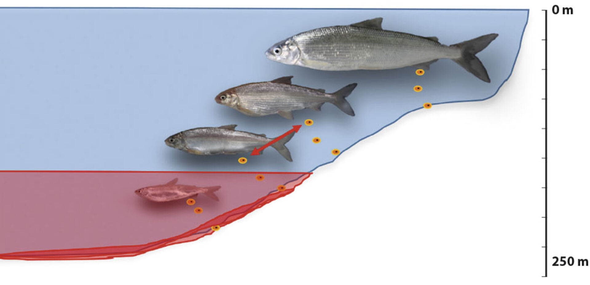 Felchen ist nicht gleich Felchen | petri-heil.ch | Dein Schweizer ...