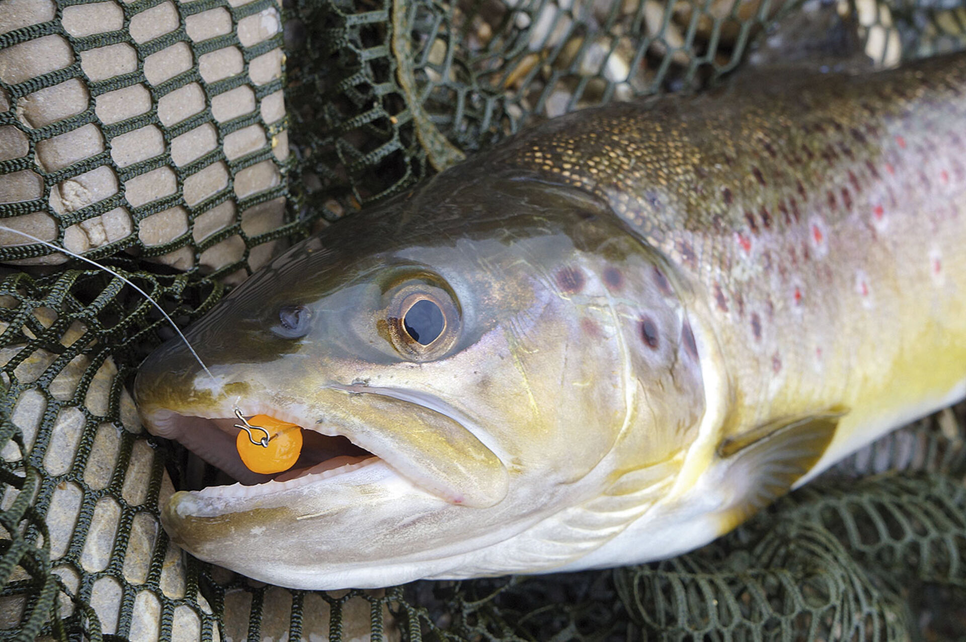 Forellen in Reichweite | petri-heil.ch | Dein Schweizer Fischereimagazin