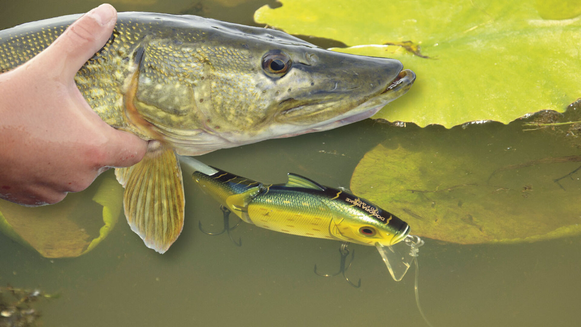 Hechte im Kraut – Fluch oder Segen? | petri-heil.ch | Dein Schweizer ...