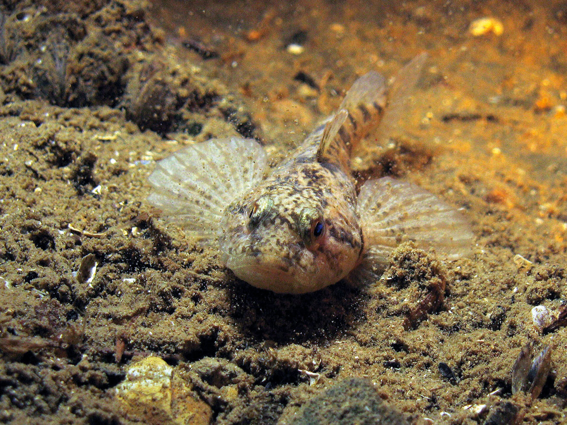 Kleine Fische – grosse Bedeutung | petri-heil.ch | Dein Schweizer ...