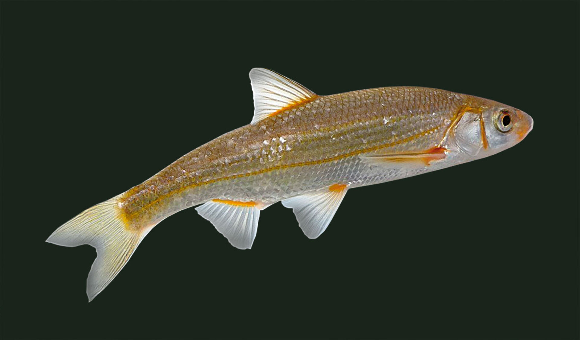 Kleine Fische – grosse Bedeutung | petri-heil.ch | Dein Schweizer ...