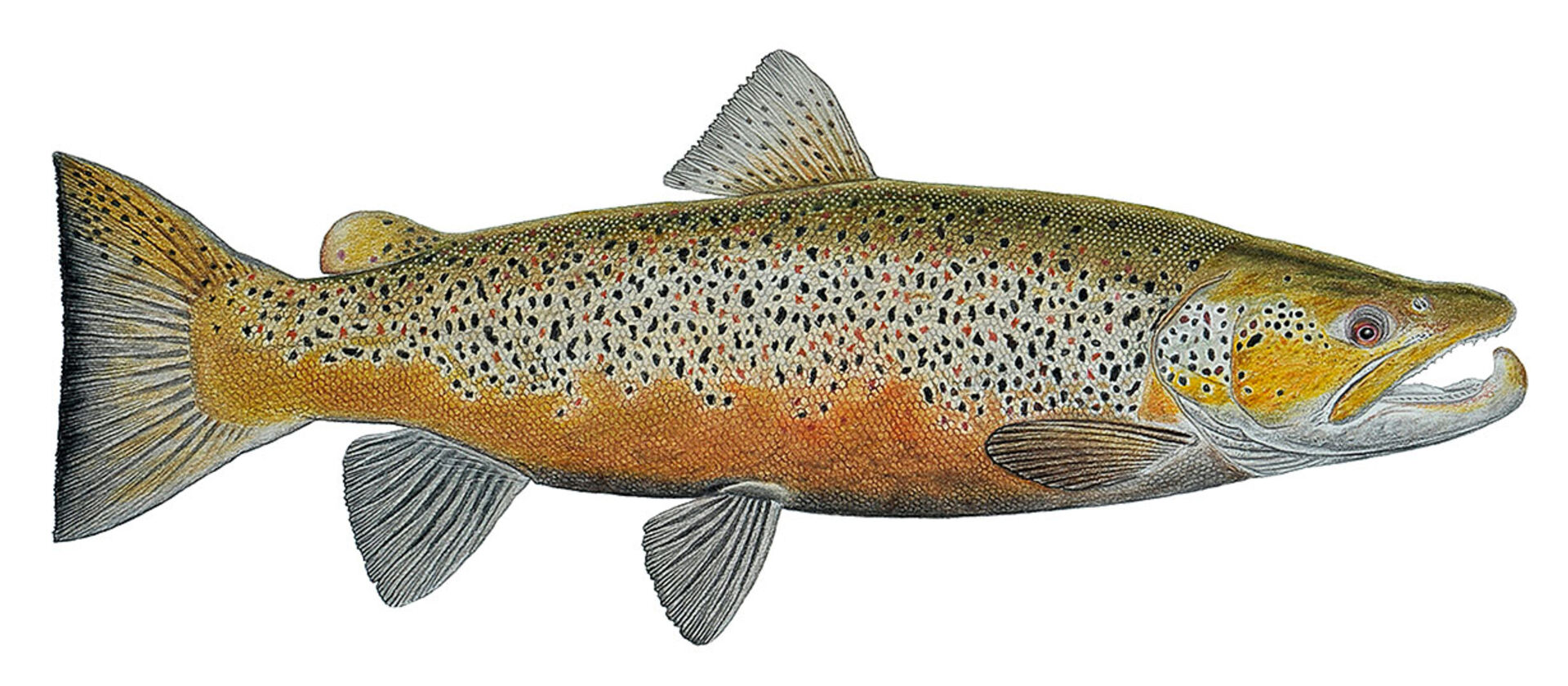 Die Bodensee-Seeforelle | petri-heil.ch | Dein Schweizer Fischereimagazin