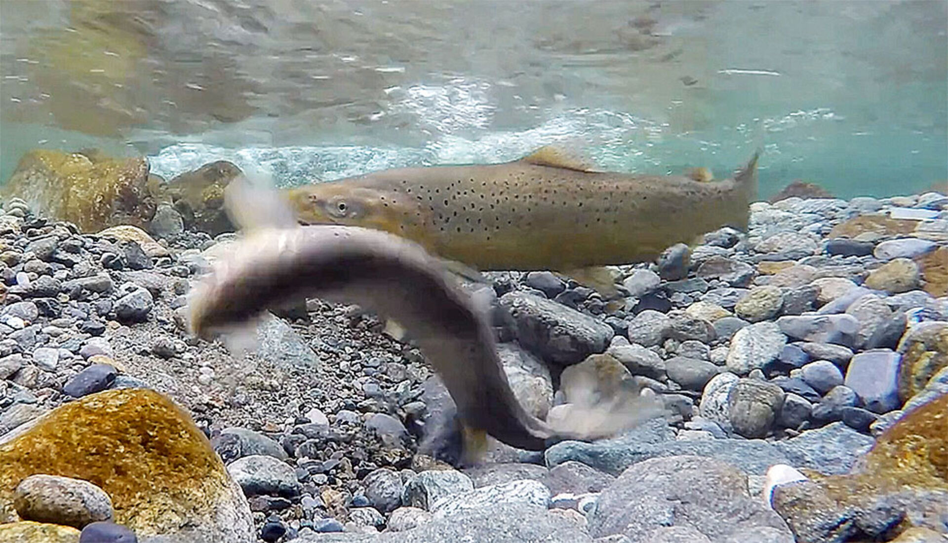 Die Bodensee-Seeforelle | petri-heil.ch | Dein Schweizer Fischereimagazin