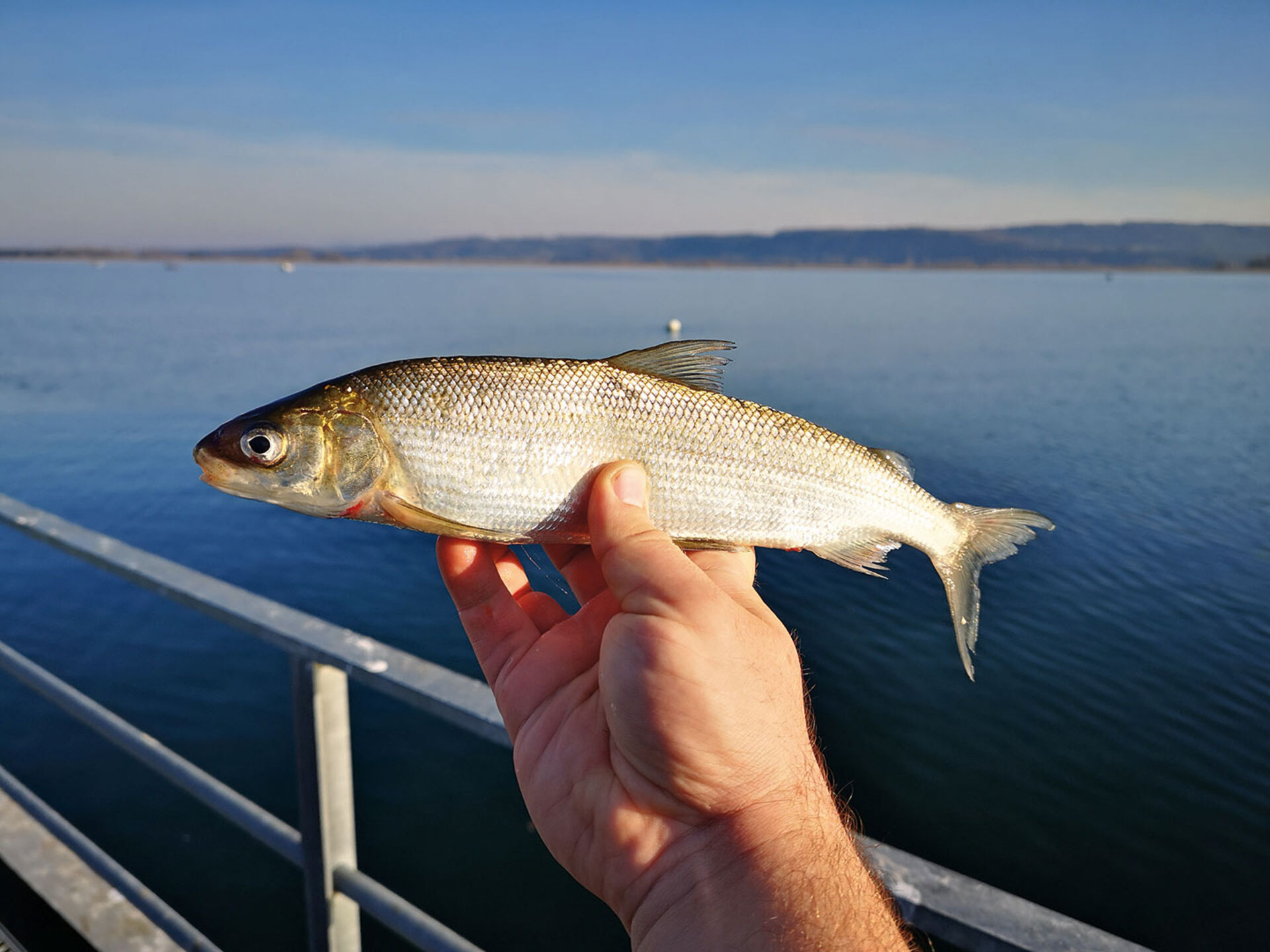 Auf Felchen vom Ufer aus | petri-heil.ch | Dein Schweizer Fischereimagazin
