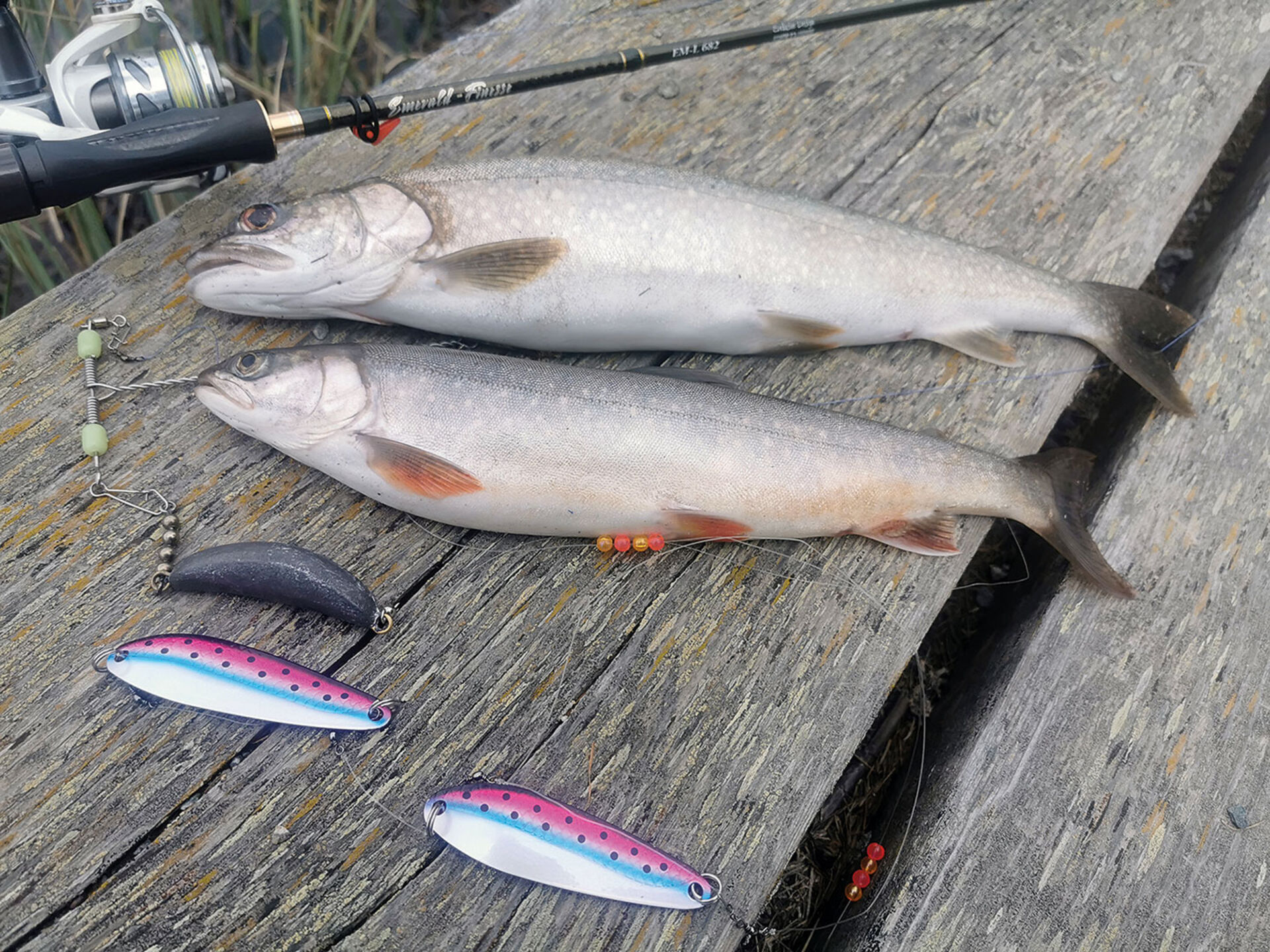 Schleppen auf Saiblinge | petri-heil.ch | Dein Schweizer Fischereimagazin