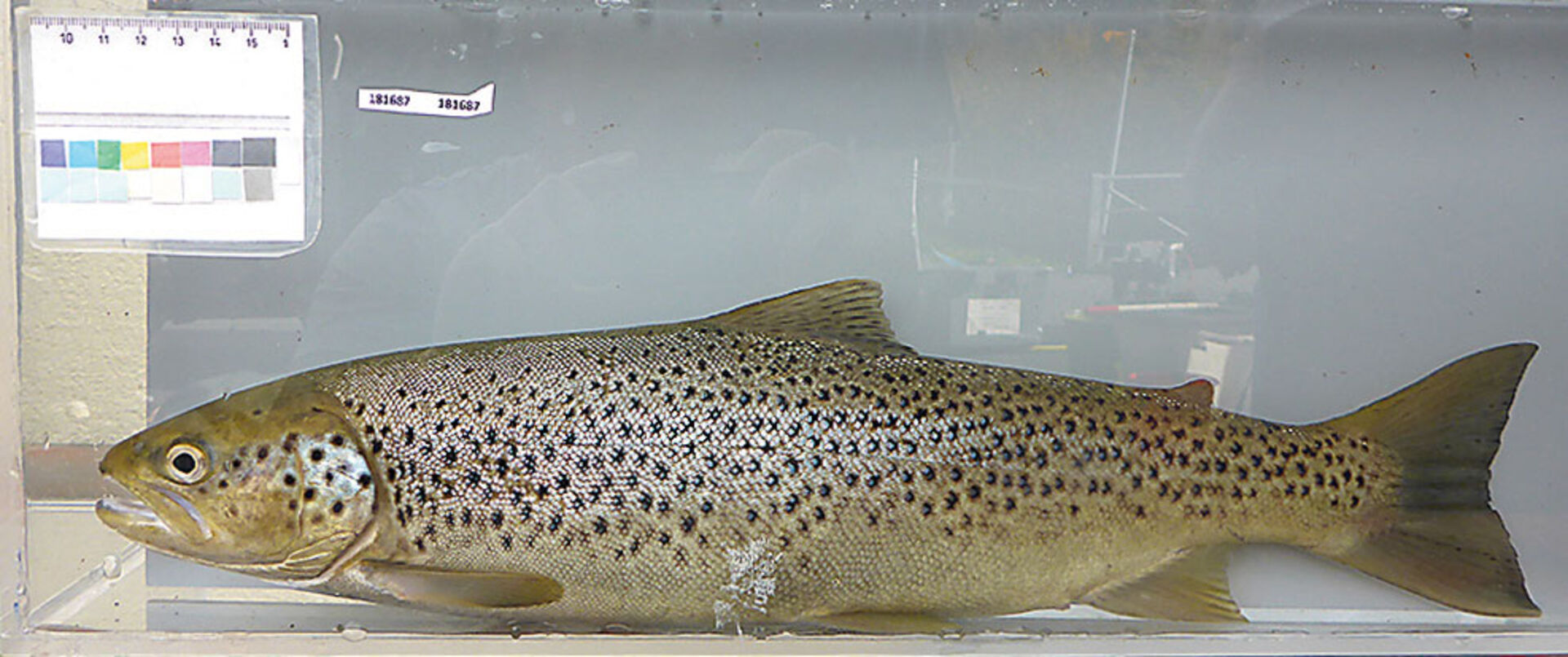 Eine Art – viele Formen | petri-heil.ch | Dein Schweizer Fischereimagazin