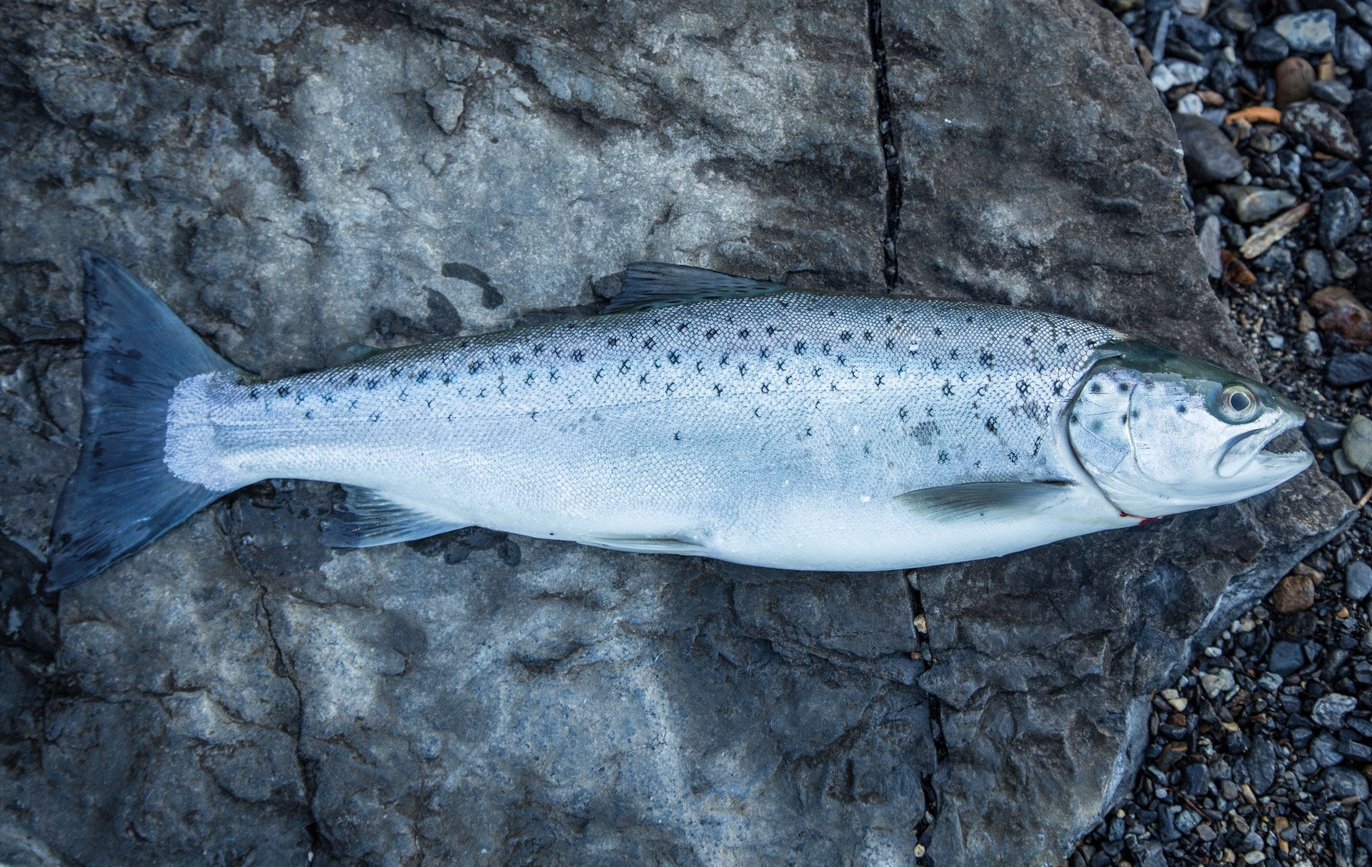 Seeforelle – Herausforderung in Silber | petri-heil.ch | Dein Schweizer ...