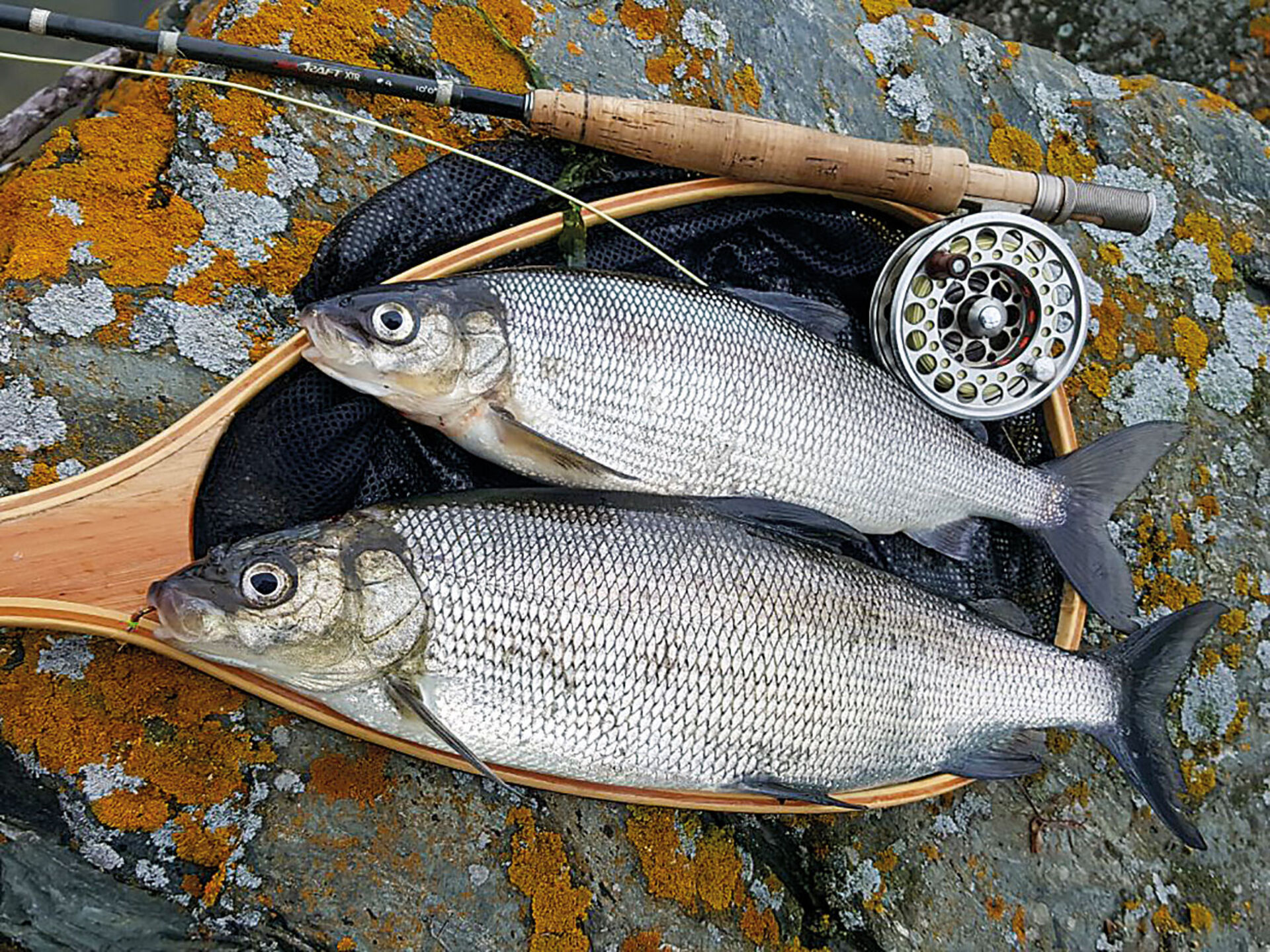 Fliegenfischen auf Felchen | petri-heil.ch | Dein Schweizer ...