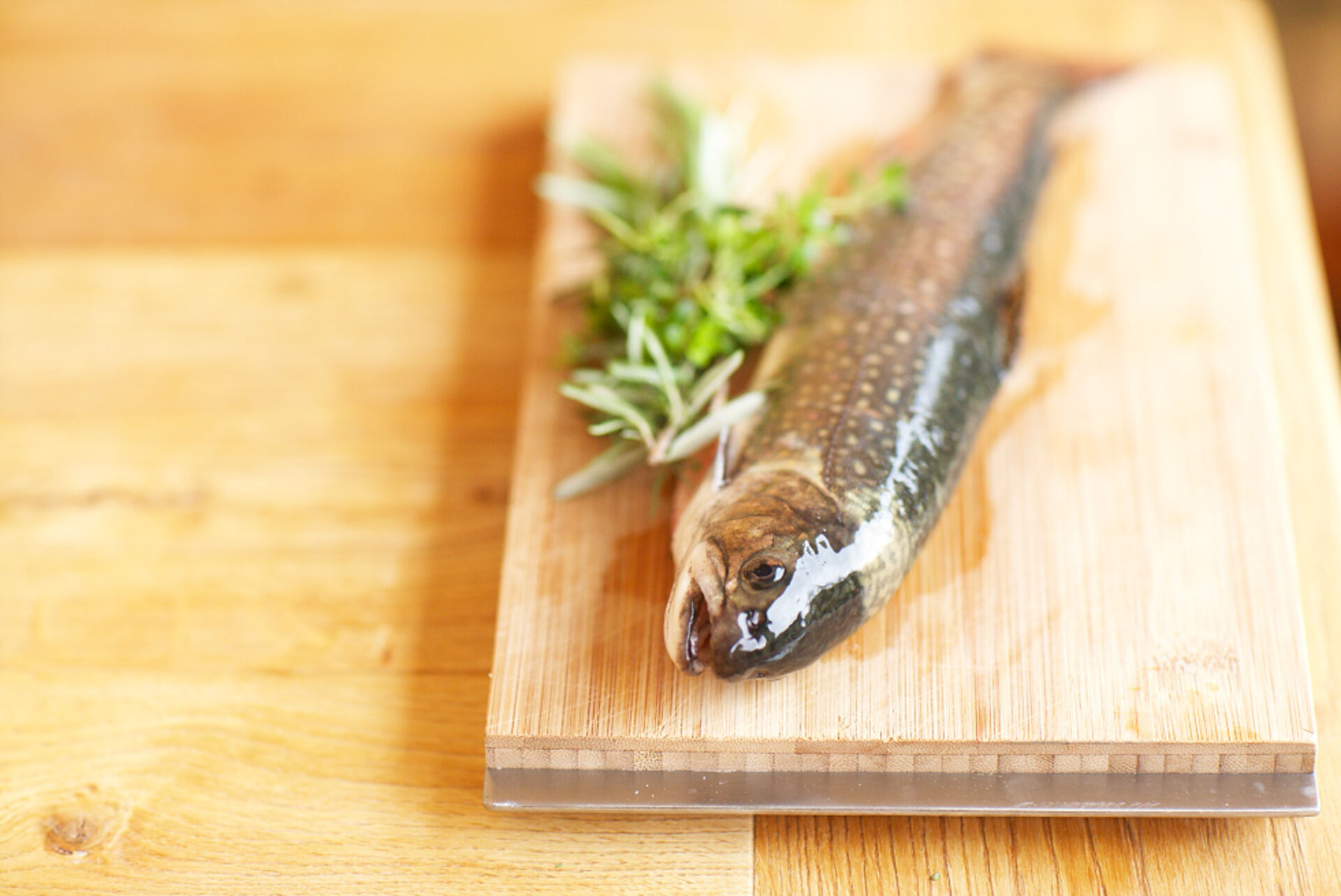 petri-heil.ch | Fischerinfos